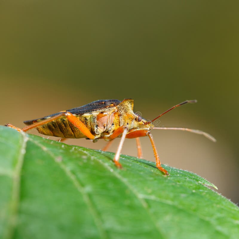 Macro Portrait of Forest Bug Stock Photo - Image of wildlife, small ...