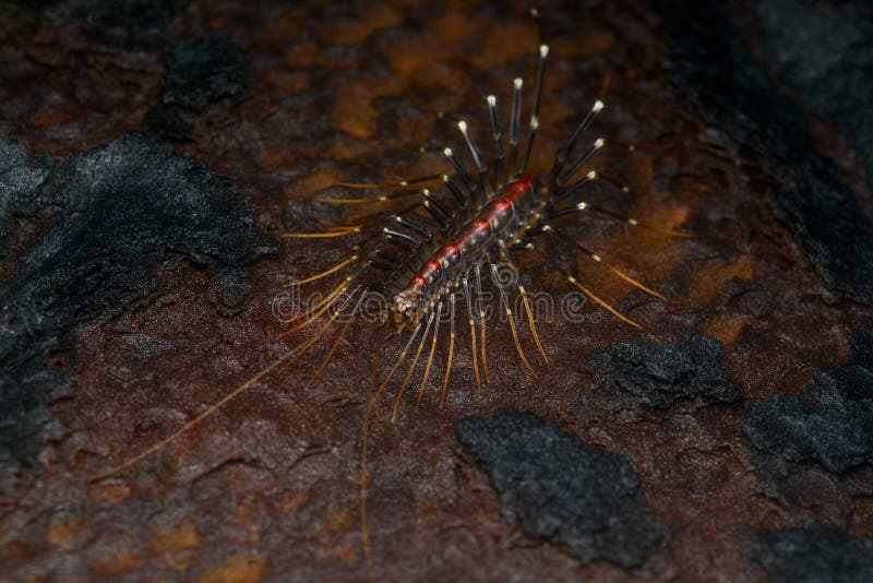 Scutigera Species Stock Photos - Free & Royalty-Free Stock Photos from ...