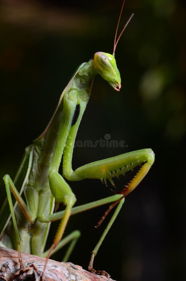 Macro Mantis religiosa stock image. Image of colorful - 140785295
