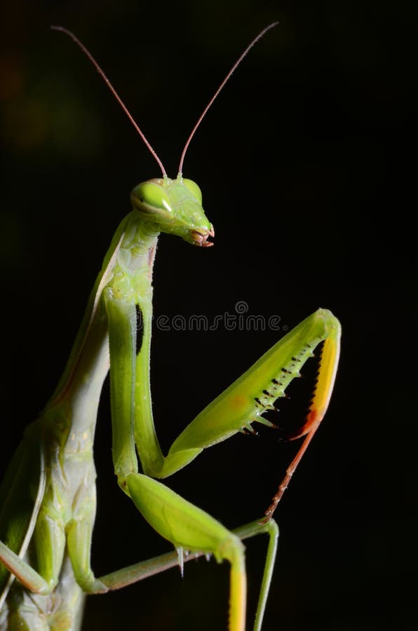 Macro Mantis religiosa stock image. Image of entomology - 140785329