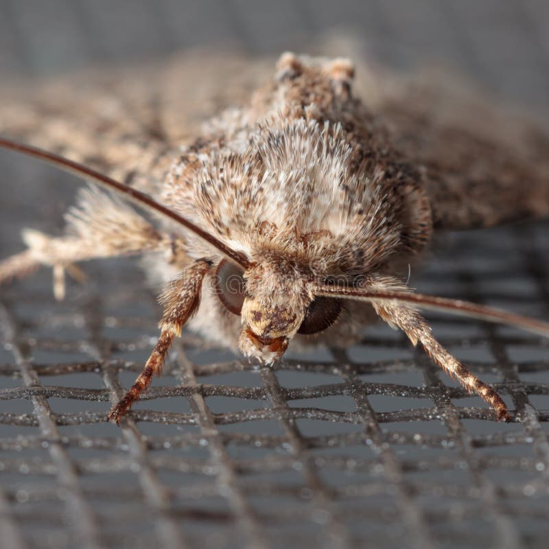 Macro portrait of moth stock image. Image of entomology - 239009585