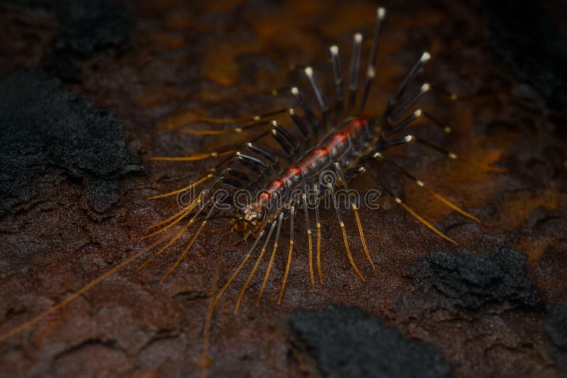 Scutigera Species Stock Photos - Free & Royalty-Free Stock Photos from ...