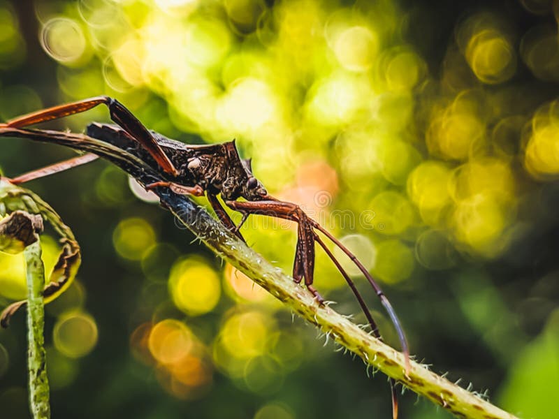 Macro Portrait of Small Insect on a Tree Branch Stock Image - Image of ...
