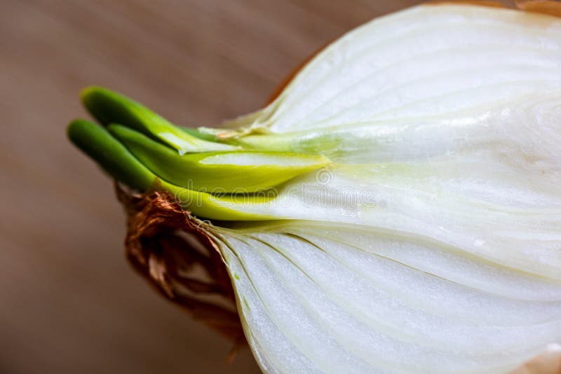A Macro Portrait of a Sprouting Bulb or Common Onion Cut in Half. the ...