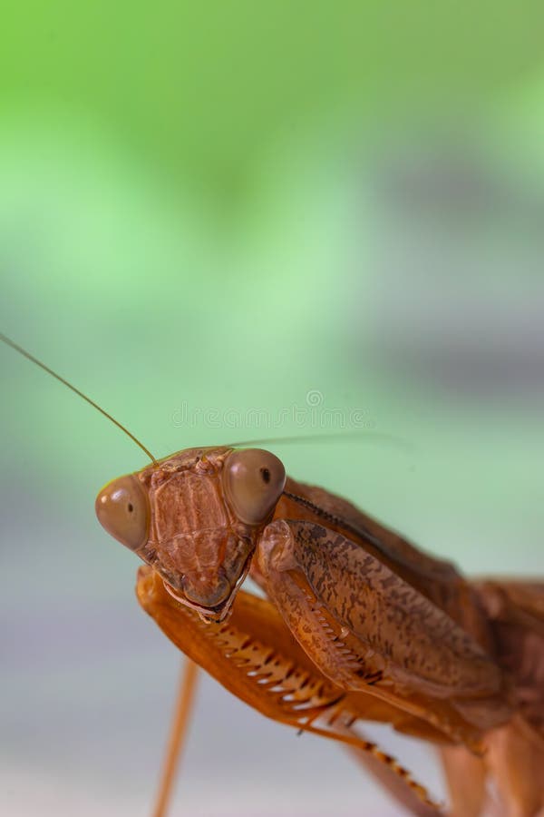Macro of a Praying Mantis Insect Stock Image - Image of looking ...