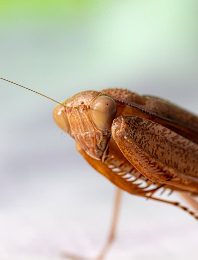 Macro of a Praying Mantis Insect Stock Image - Image of fauna, beetle ...