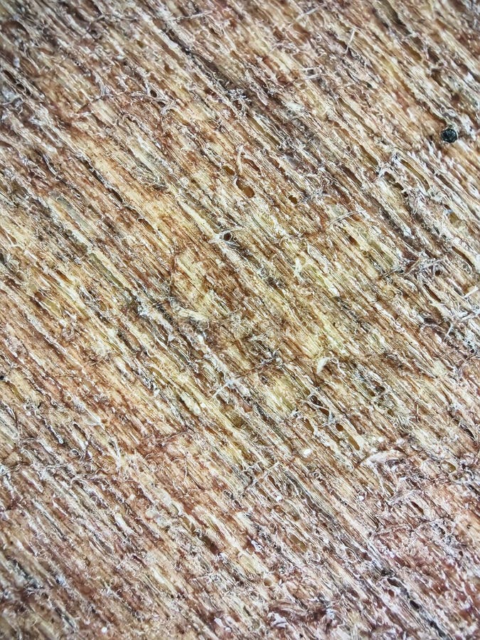 Macro of Pressed Wood Under a Microscope Stock Image - Image of plant ...