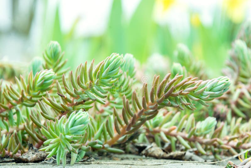 Prickly Plant in the Forest Stock Photo - Image of background, thorn ...