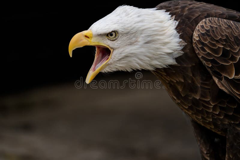 Macro Profile Portrait of a Gorgeous Angry Bald Eagle Screeching Stock ...