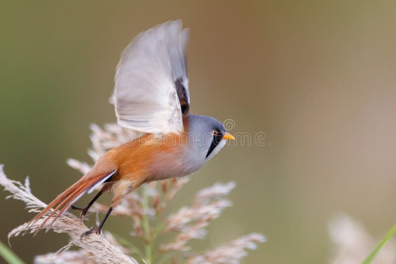 Macro Profile Shot of a Bearded Reedling Flying by the Plants Stock ...