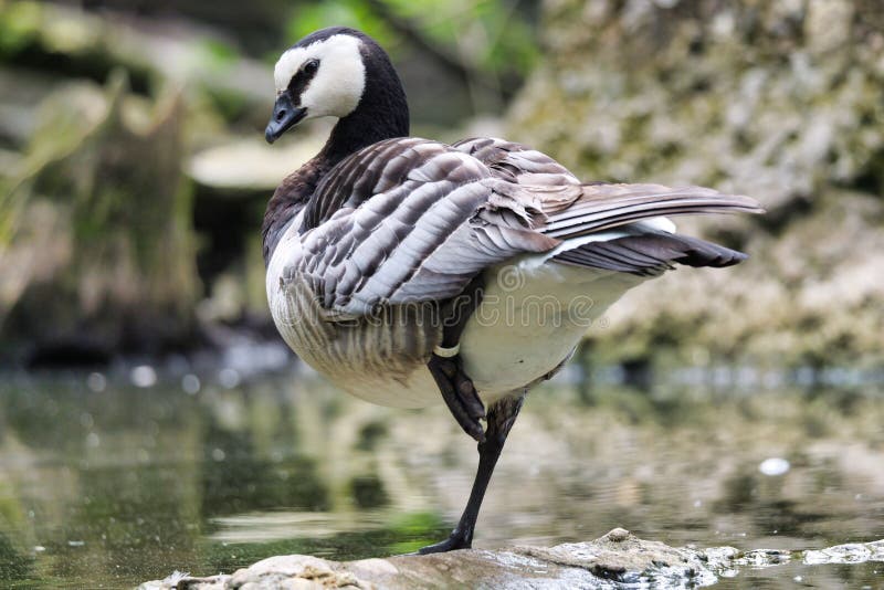 Macro Profile View of a Barnacle Goose Perching on the Stone by the ...