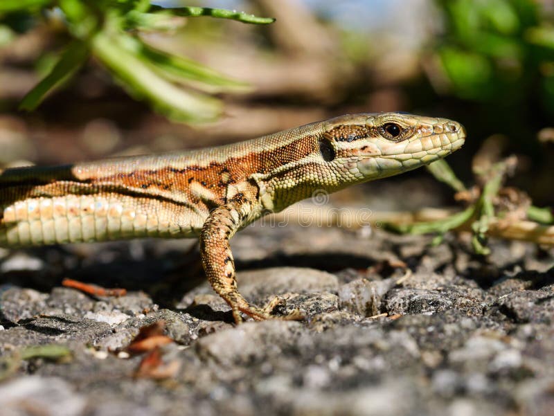Macro Profile View of a Common Wall Lizard on the Grainy Ground Stock ...