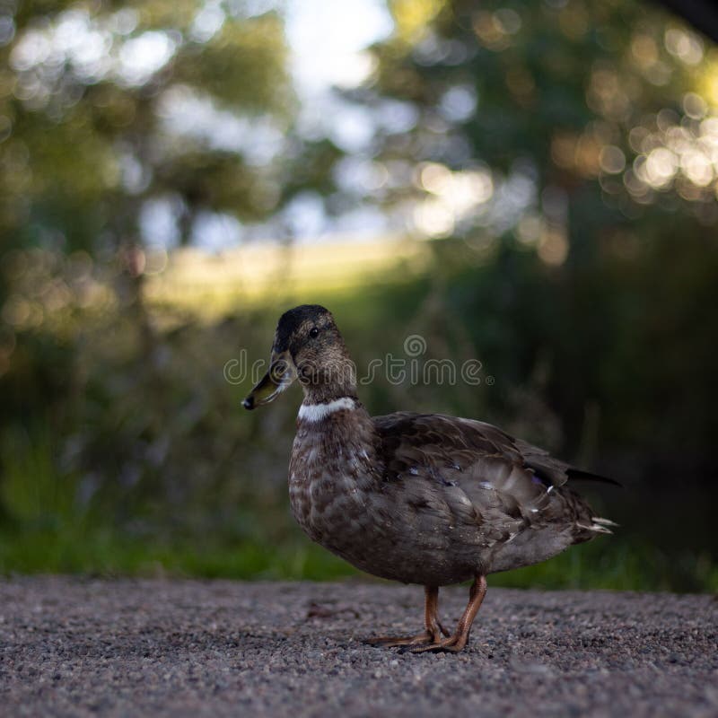Macro Profile View of a Domestic Duck Perching on the Asphalt Stock ...