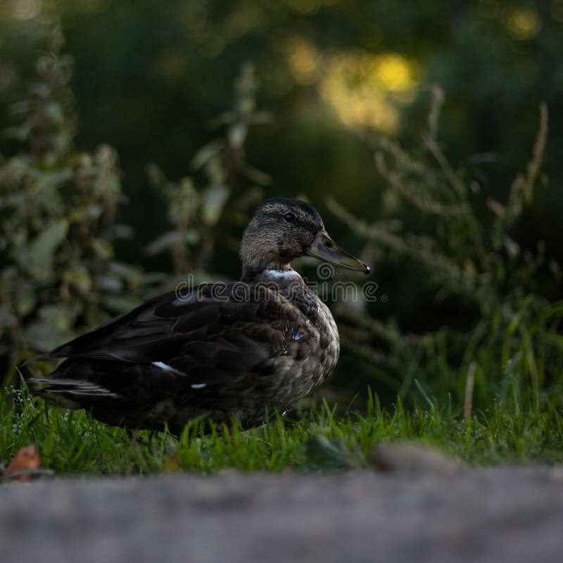 Macro Profile View of a Domestic Duck Perching on the Grass Stock Image ...