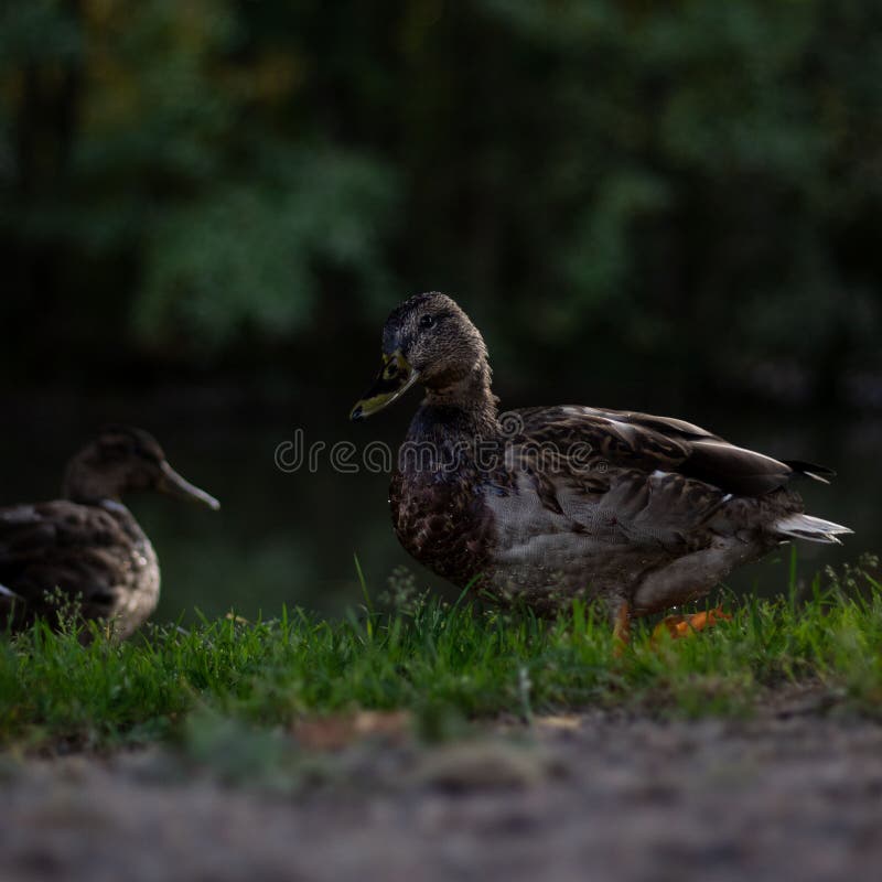 Macro Profile View of Mallard Ducks Perching on the Grass Stock Image ...
