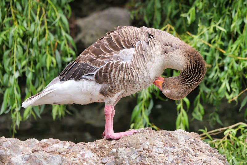 Pilgrim Goose Side Portrait - Plain Background - Easy Separation Stock ...