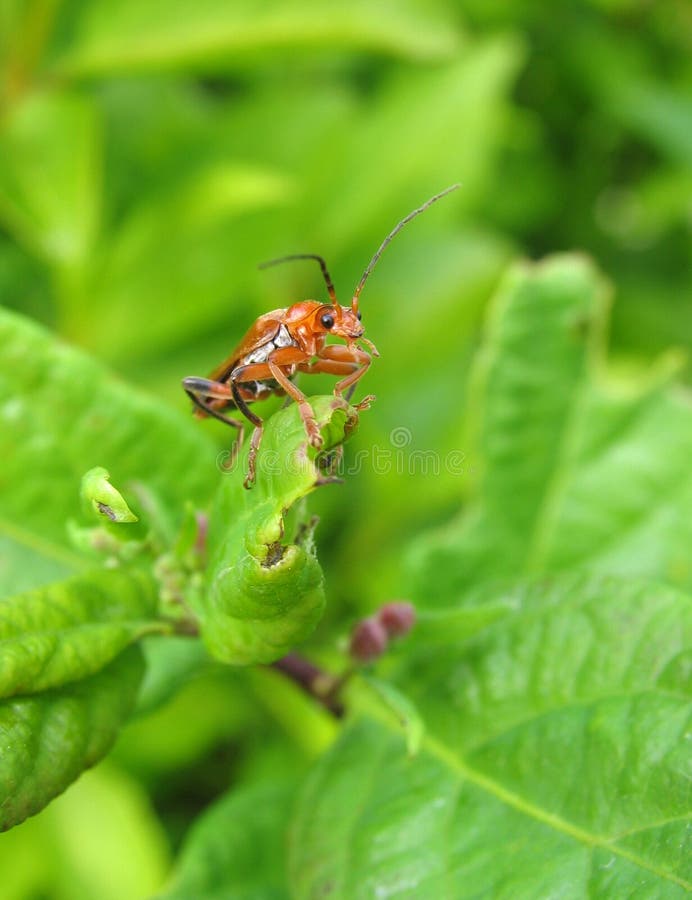 Macro Projectile D'insecte Sur Une Lame Photo stock - Image du créature ...
