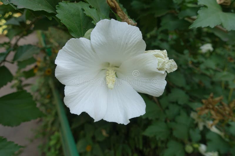 Macro of Pure White Flower of Hibiscus Syriacus in September Stock ...