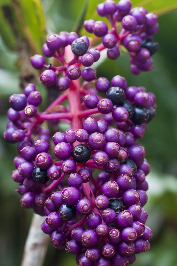 Macro of Purple Berry Bunch Stock Photo - Image of bark, berry: 41787050