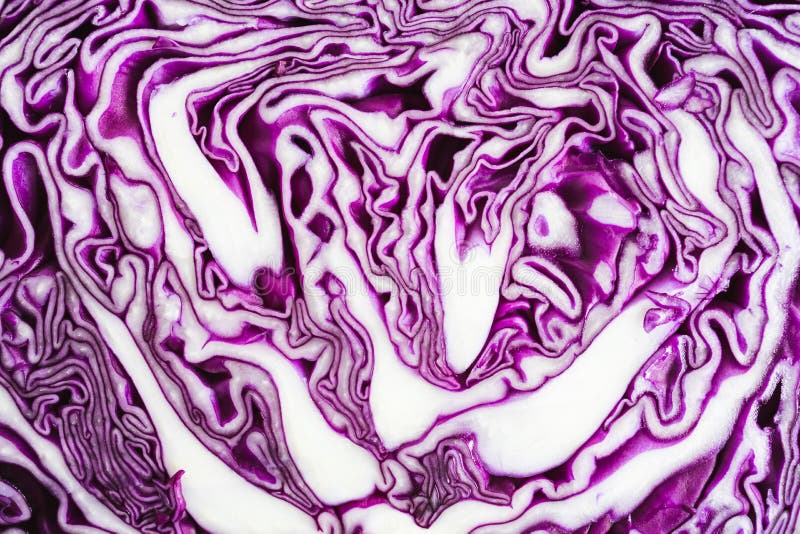 Macro of Purple Cabbage Cut in Half Stock Image - Image of health ...