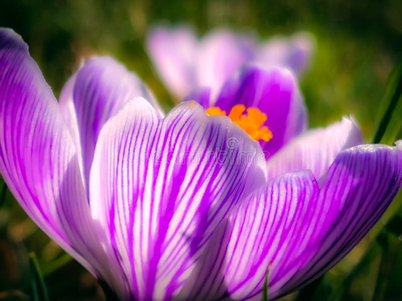 Crocus petals stock image. Image of plant, blossoming - 176333103