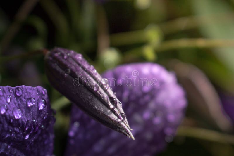 Macro of a Purple Flower Bud. Stock Image - Image of flower, beauty ...