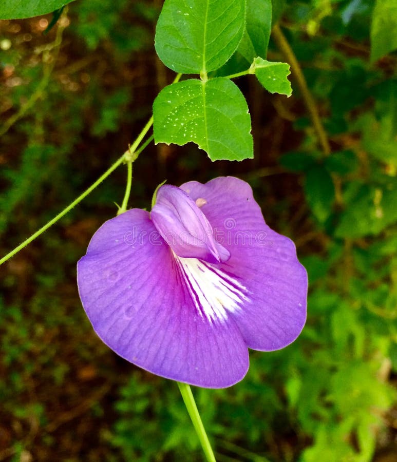 Purple Swamp Flower Stock Photos - Download 1,621 Royalty Free Photos