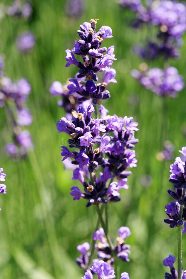 Macro Purple Lavender Flower. Stock Image - Image of close, gardening ...