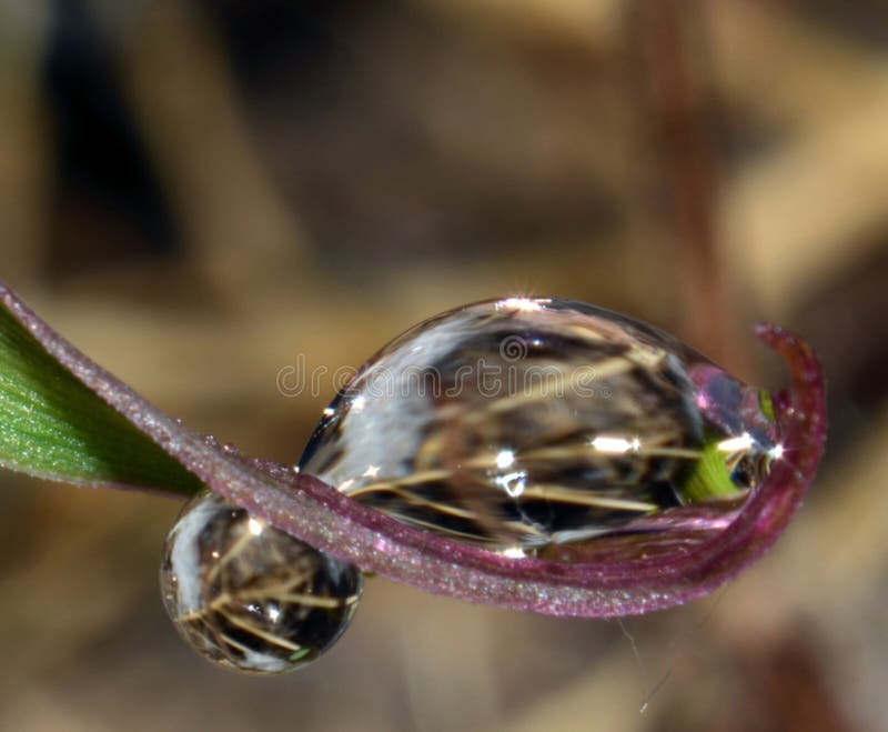 Macro rain drops of leaf stock image. Image of outdoors - 19880893