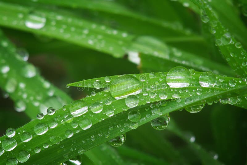 Macro of raindrop stock image. Image of liquid, garden - 17589925