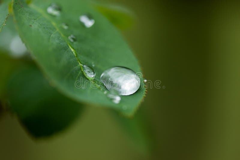 130+ Single raindrop Free Stock Photos - StockFreeImages