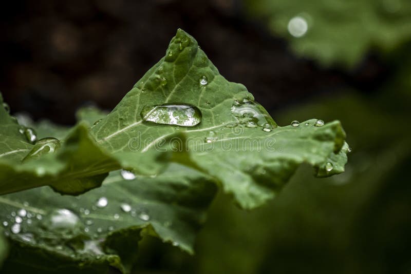 Macro Raindrop in a Leaf, Green Closeup Stock Photo - Image of bright ...