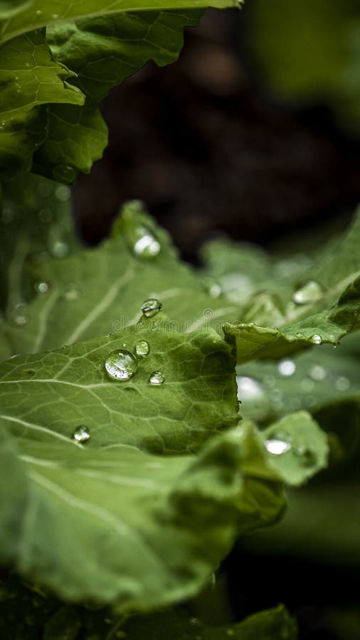 Macro Raindrop in a Leaf, Green Closeup Stock Image - Image of purity ...