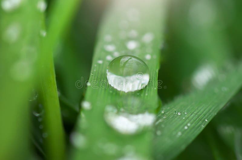 Macro of raindrop stock image. Image of liquid, garden - 17589925