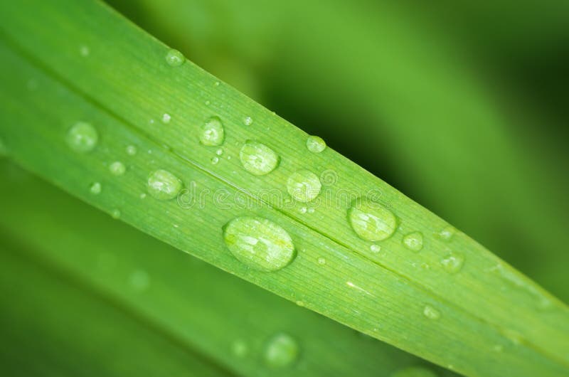 Macro of raindrop stock image. Image of liquid, garden - 17589925