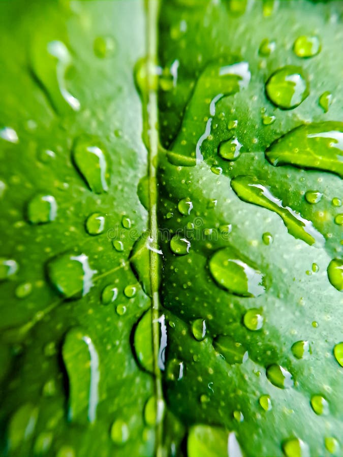 Macro Raindrops on the Green Leaf of a Lemon Stem, Shot after an ...