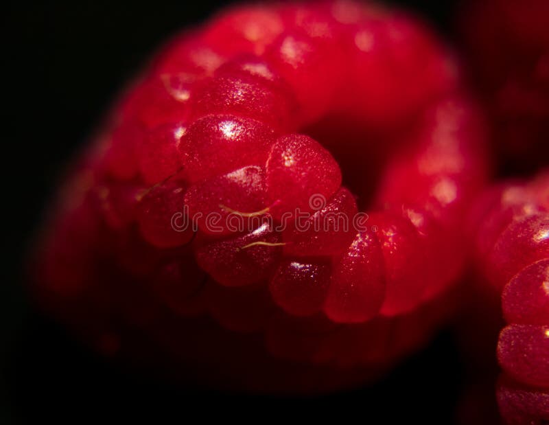 Macro Raspberry Black Background Stock Image - Image of healthy, black ...