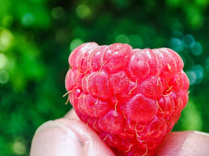 Macro Raspberry in a Hand. Ripe Fruit Stock Image - Image of delicious ...