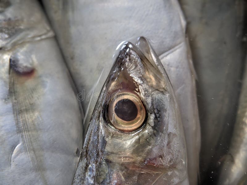 Macro of Raw Fish Eyes Texture Stock Photo - Image of seafood, eyes ...
