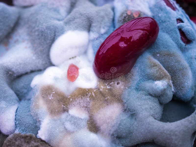 Closeup of Mould Spores and a Red Bean Stock Image - Image of food ...