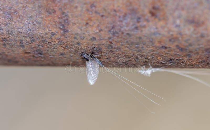 Macro of a Recently Hatched Trico Mayfly Tricorythodes Stock Photo ...