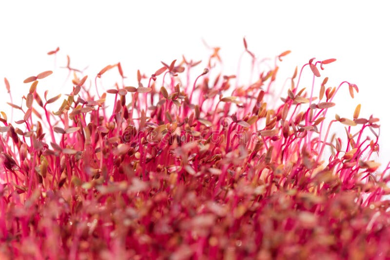 Macro Red Amaranth Microgreens Stock Photo - Image of cereal, beautiful ...