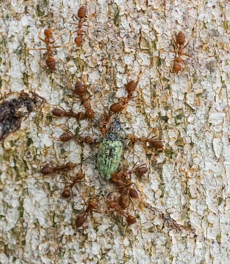 Army ant stock image. Image of protecting, henri, carnivore - 9368389