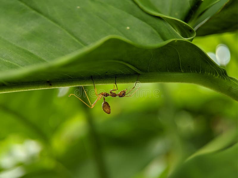 Macro of Red Ant on Green Leaves at the Garden Stock Photo - Image of ...