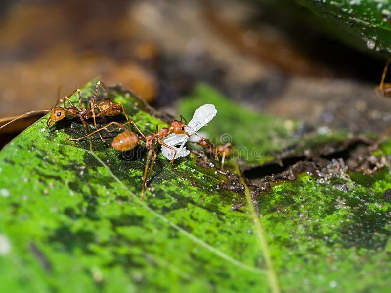A Red Ant To Move Larva Close Up on the Ground in Nature Stock Photo ...