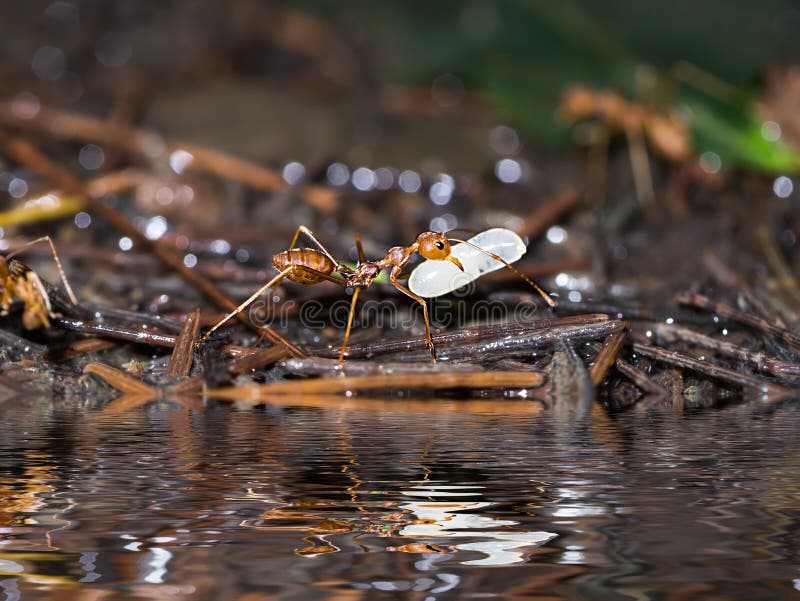 A Red Ant To Move Larva Close Up on the Ground in Nature Stock Photo ...