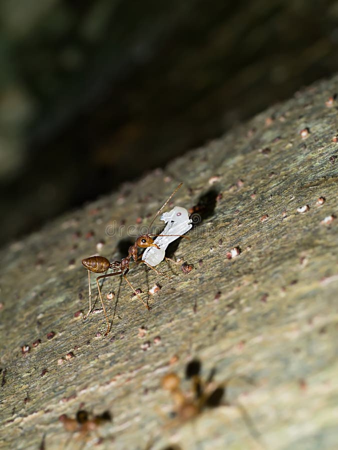 A Red Ant To Move Larva Close Up on the Ground in Nature Stock Image ...