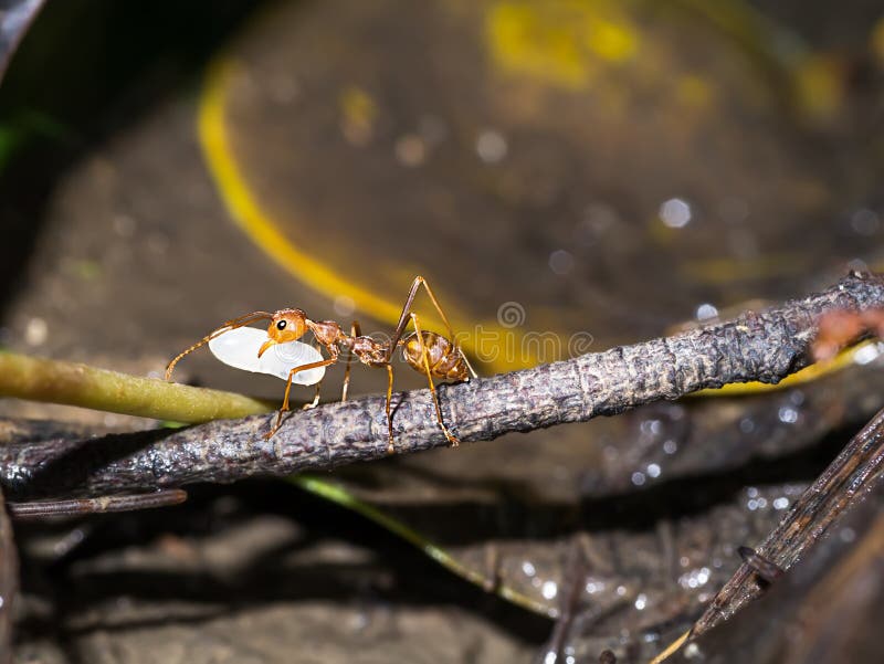 Red Ant To Move Larva Close Up on the Ground in Nature Stock Photo ...