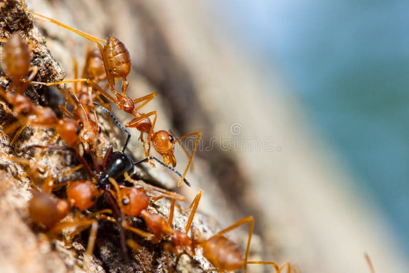 Macro Red Ants Teamwork Eating Stock Image - Image of isolated, macro ...