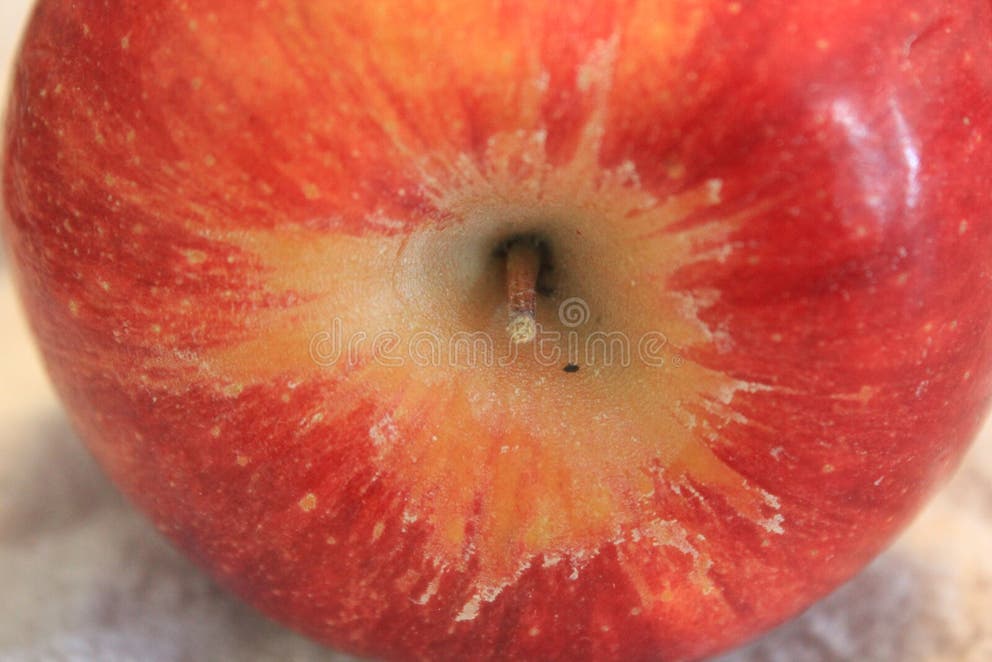 Macro Red Apple stock photo. Image of showing, coloured - 178017536